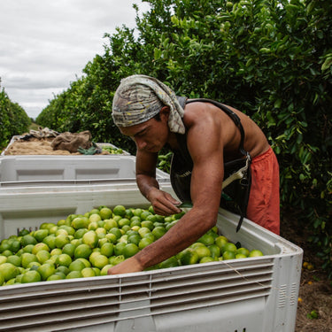 Mr. Consistent | Cosmo Cocktail Mixer / Mocktail Mixer | 10 Serves