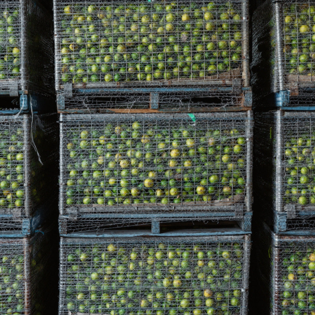 Mr. Consistent | Cosmo Cocktail Mixer / Mocktail Mixer | 10 Serves